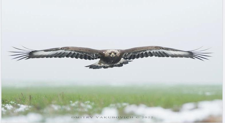 Арол-маркут (Aquila chrysaetоs) | BirdWatch.by